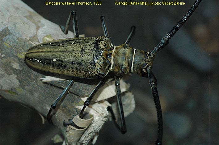 Papua Insects Foundation (Coleoptera/Cerambycidae/Lamiinae)